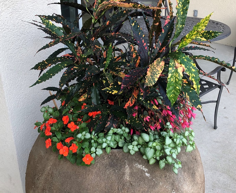 Stunning Flower Combos for the Shade