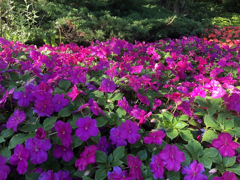 How To Grow Beacon® Impatiens