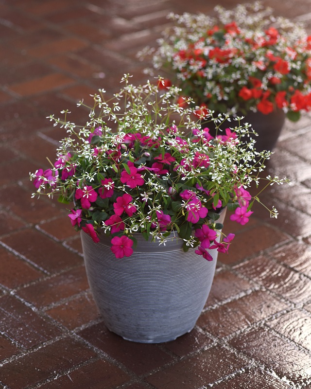 Impatiens In Containers