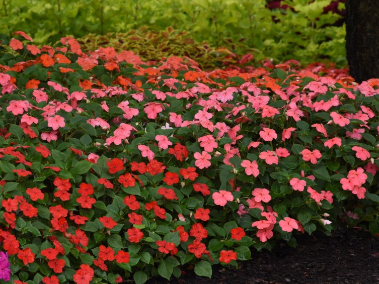 Guide for Picking Colors and Color-Combining in the Garden