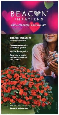 How to Find Beacon Impatiens in the Garden Center
