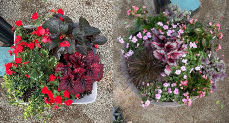 Modern vs. Traditional Containers with Beacon Impatiens
