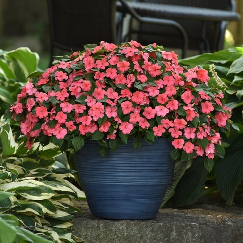 Beacon Impatiens - Hello Beacon